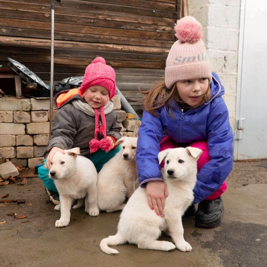 Щенки смесь с Лайкой в добрые руки