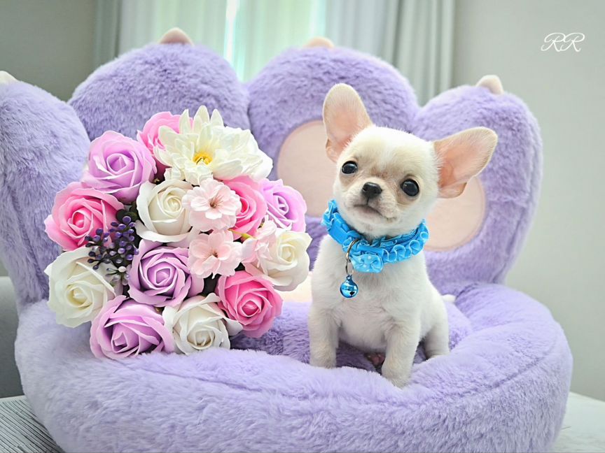 Чихуахуа мальчик мини