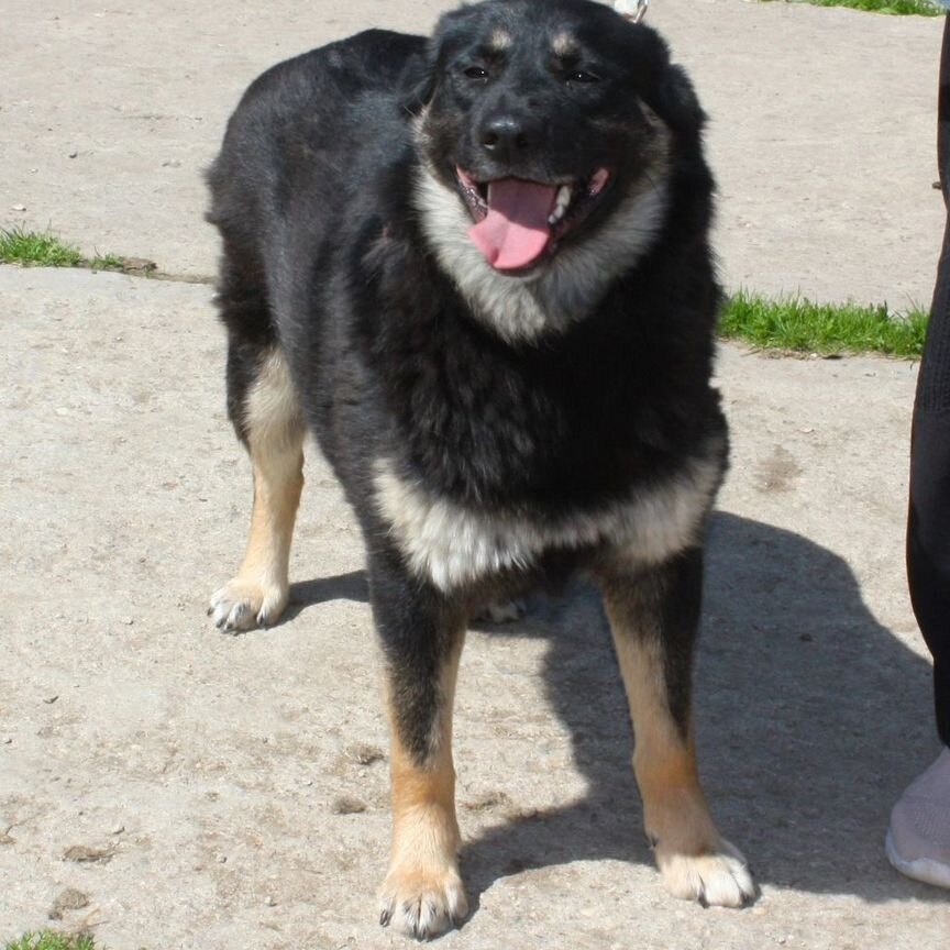 Собака в добрые руки