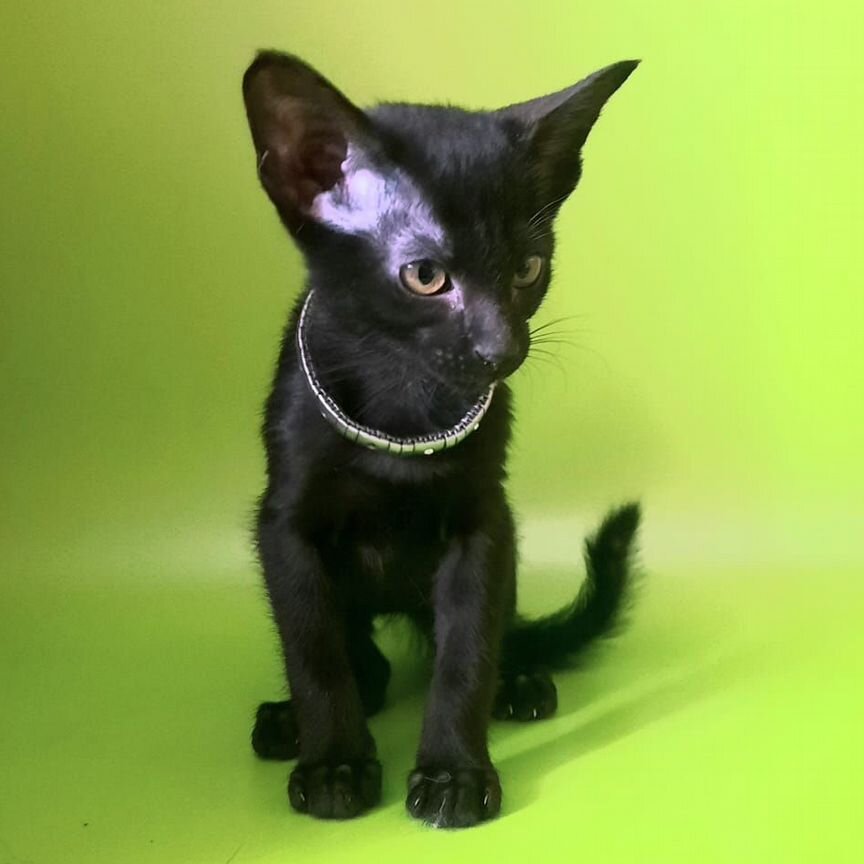 Ориентальный котёнок