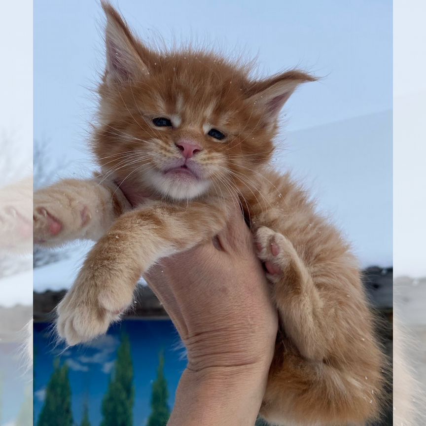 Мейн-кун котёнок