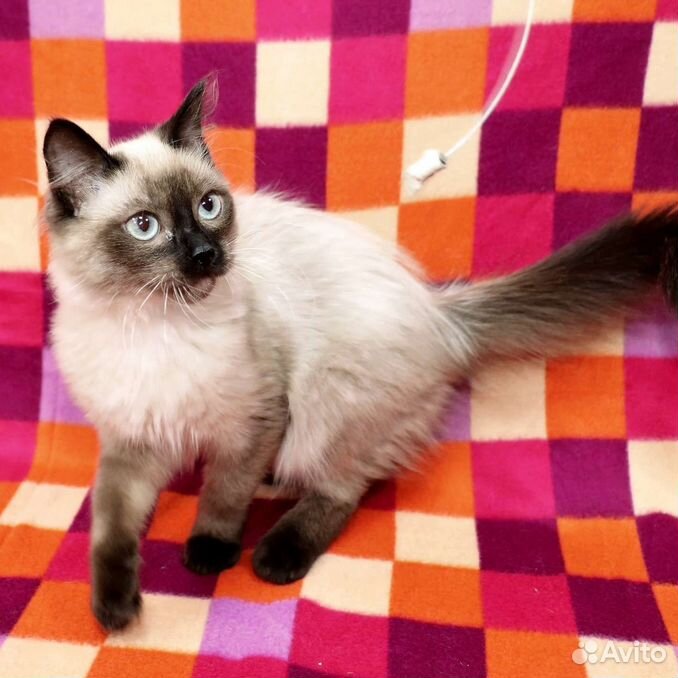 Котенок Гав