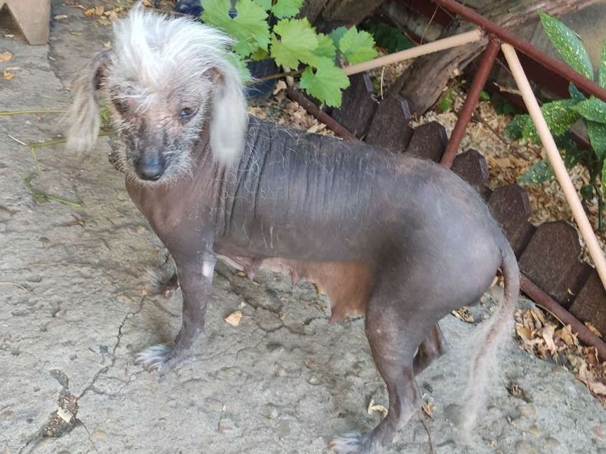 Ксолоитцкуинтли мексиканская голая