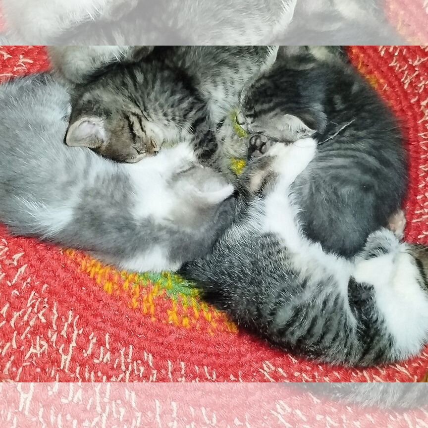 Отдаём котят бесплатно