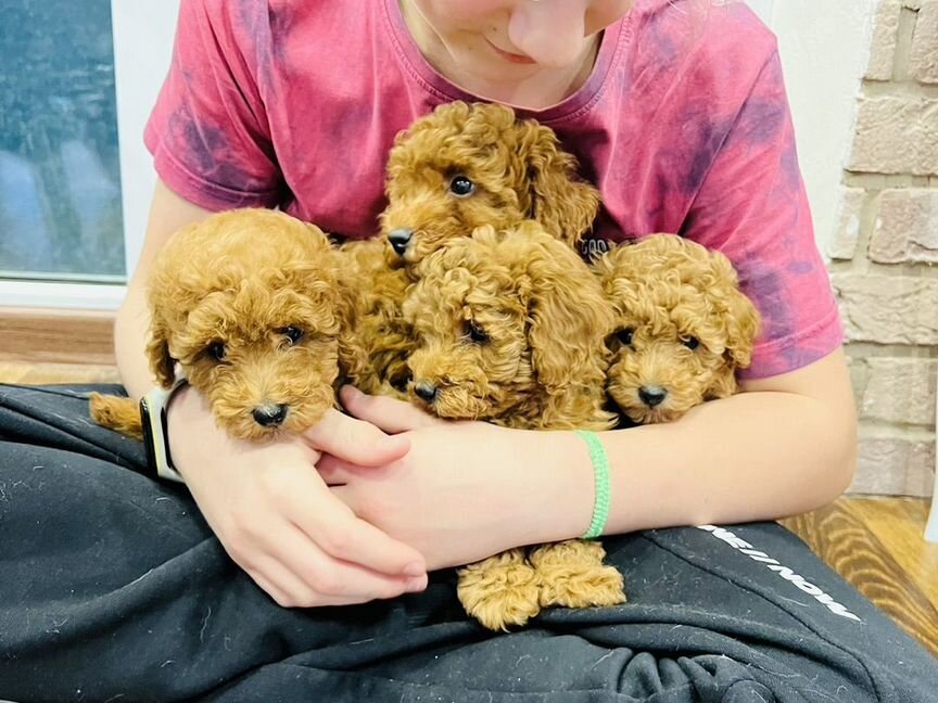 Той-пудель мини