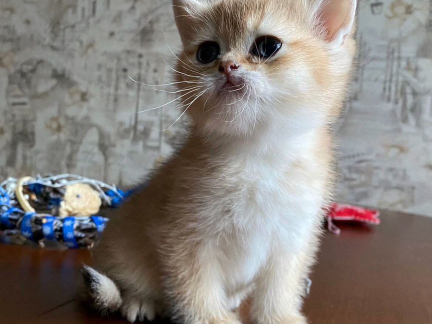 Британские котята