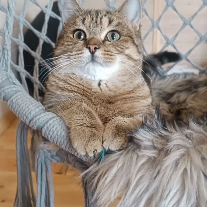 Кот в добрые руки бесплатно мальчик