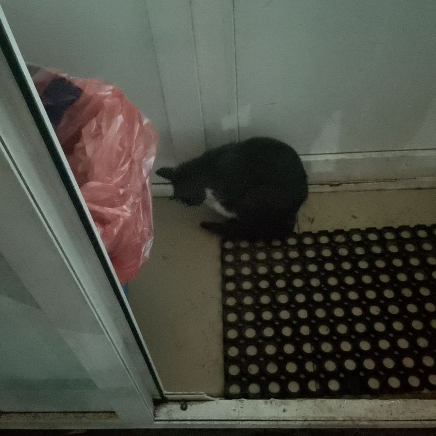 Погибает кошка