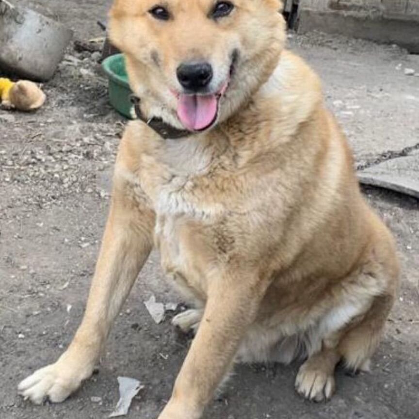 Кобелек ищет дом