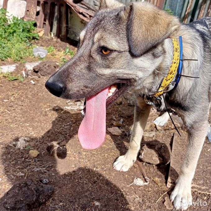 Щенок Буран в добрые руки