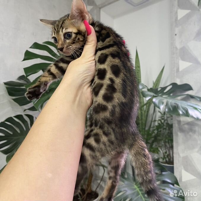 Бенгальскаие котята