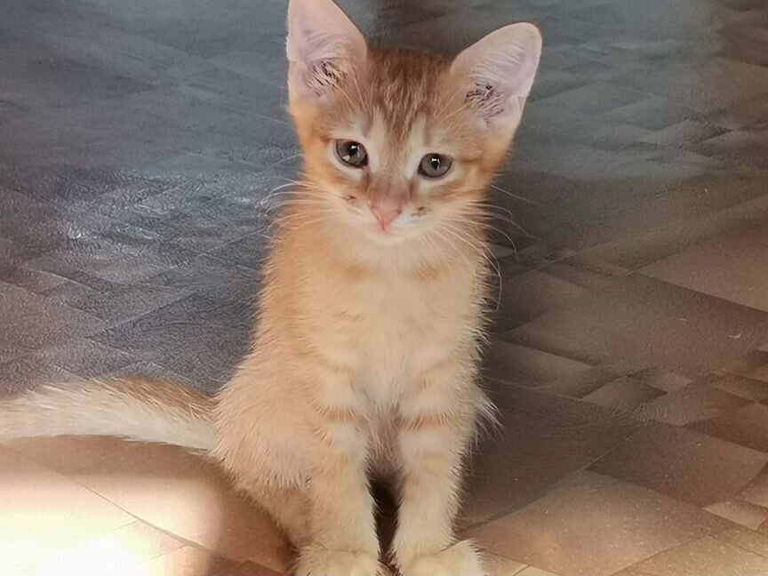 Котята в добрые ручки