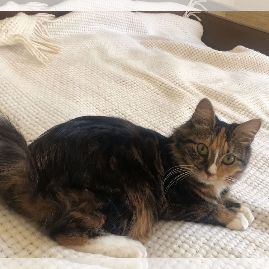 Курильский бобтейл длинношёрстный, кошка вязка