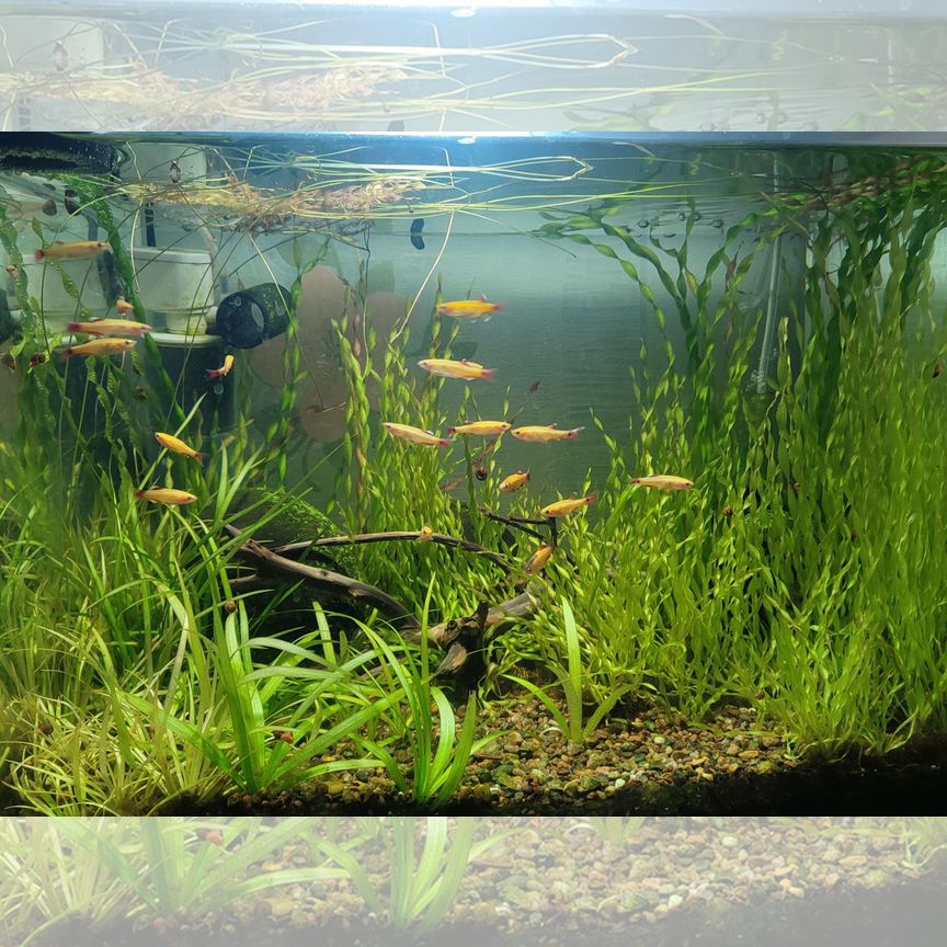 Аквариум со всем содержимым