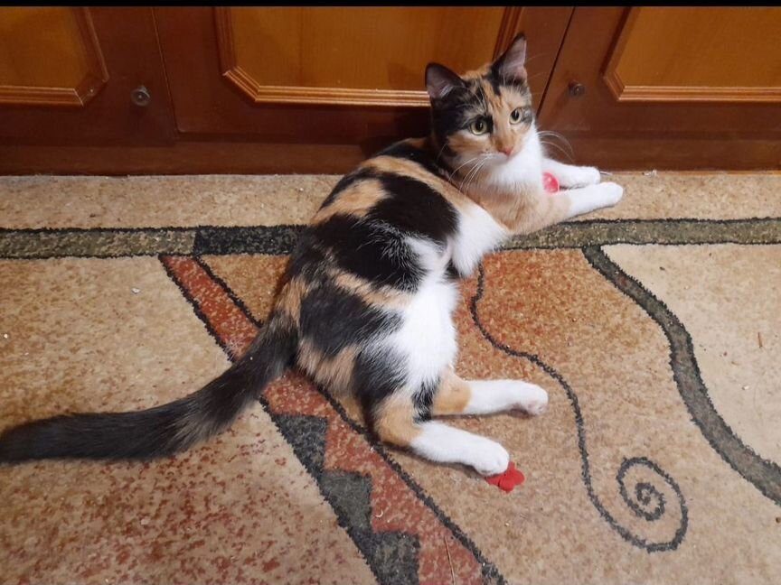 Собачки, щенки, котята