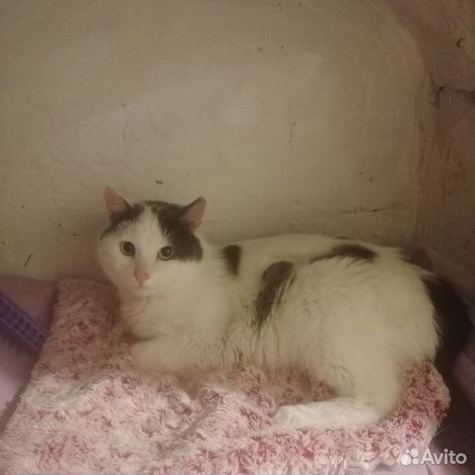 Обаятельный молодой котик в добрые руки