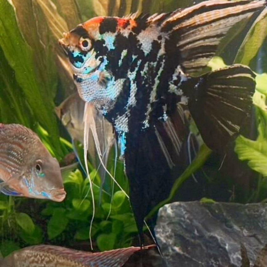 Скалярия самец