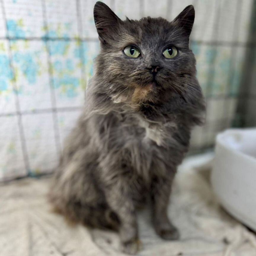 Кошки в добрые руки