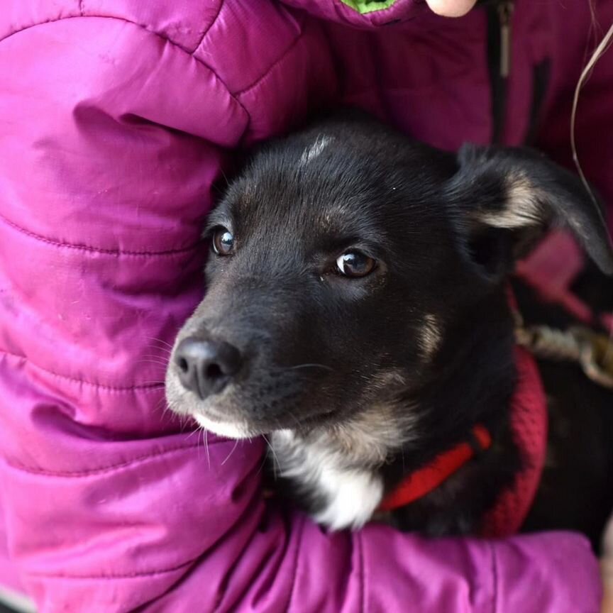 Малышки сестрички в добрые руки