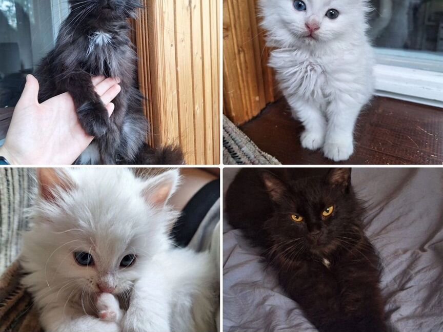Без шанса на дом, пушистый котенок и кошка