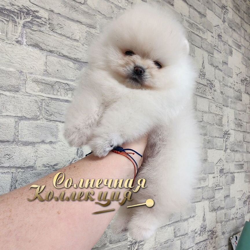 Померанский шпиц, щенок