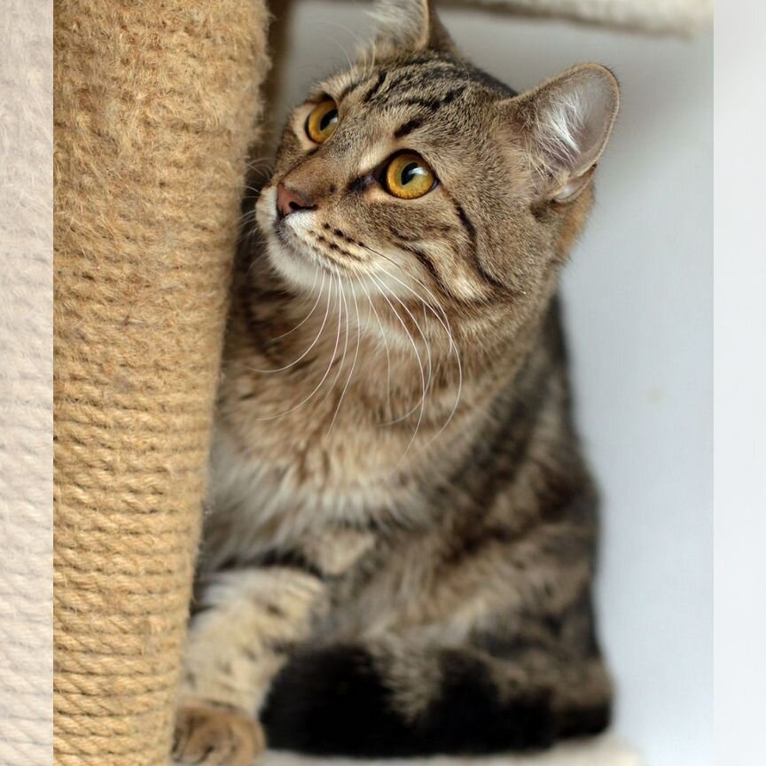 Взрослый кот в добрые руки