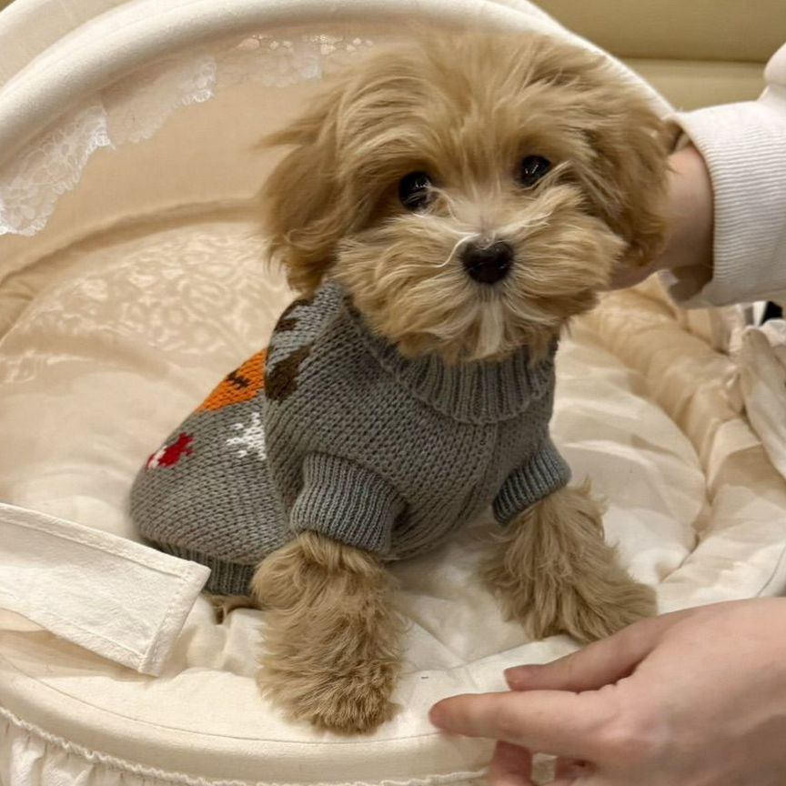 Мальтипу, щенок