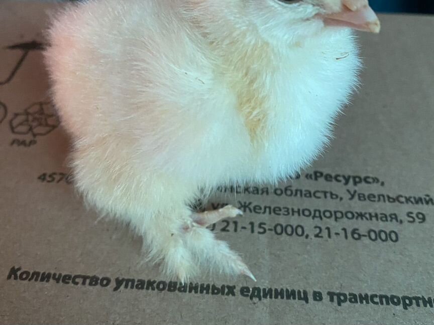 Цыпленок Брама Колумбийская