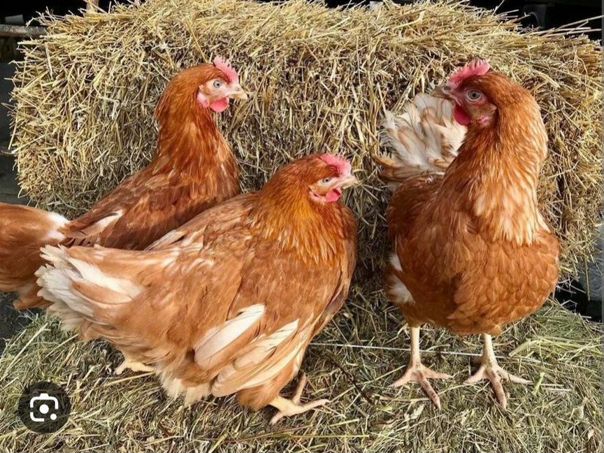 Куры молодки домашние