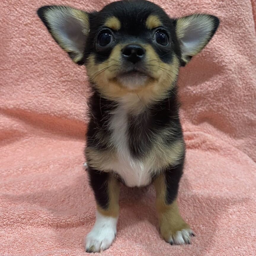 Чихуахуа щенки