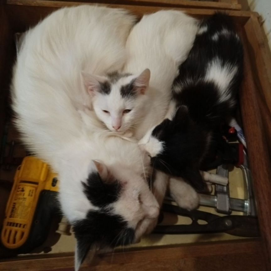 Отдам бесплатно котят
