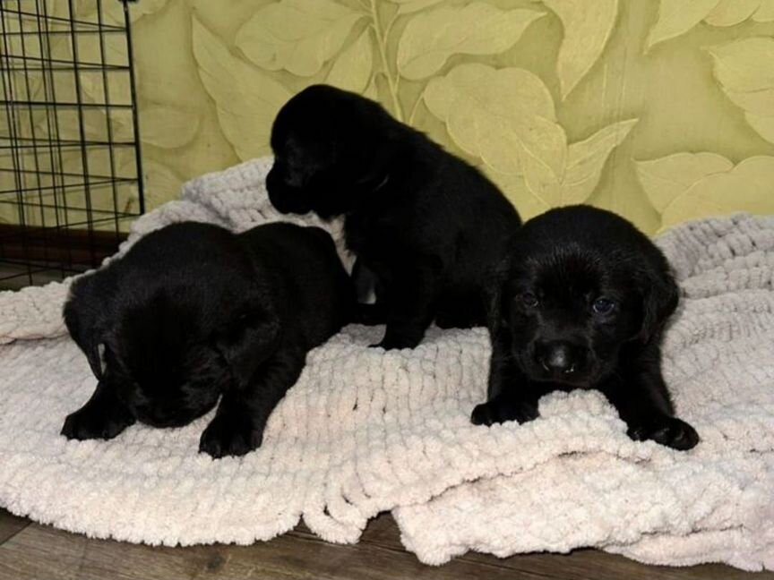 Щенки лабрадора