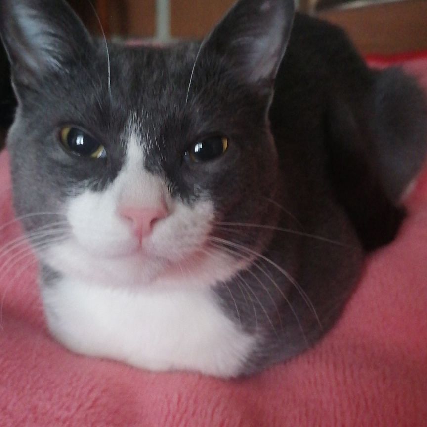 Котик говорун)