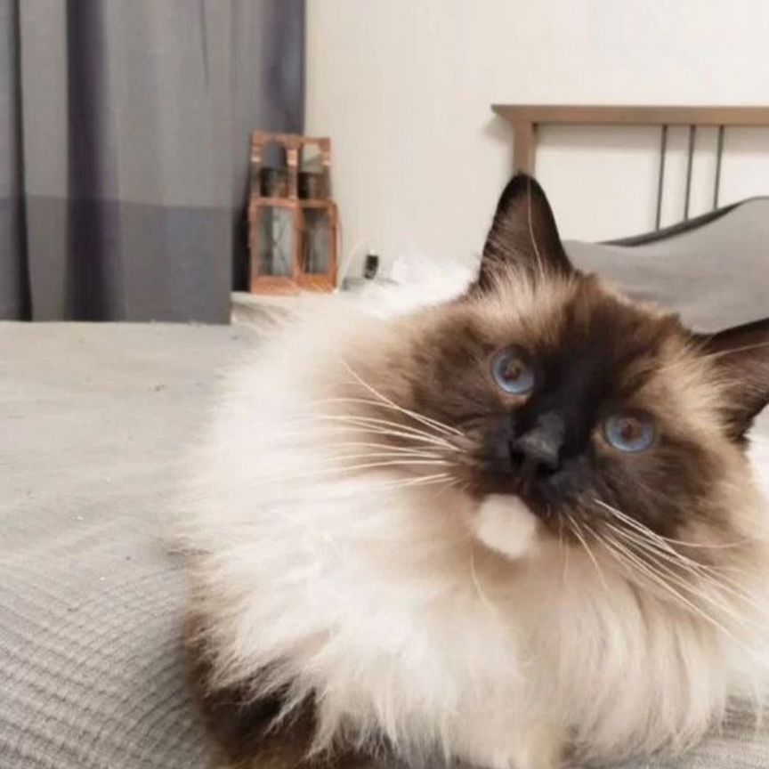 Кот рэгдолл