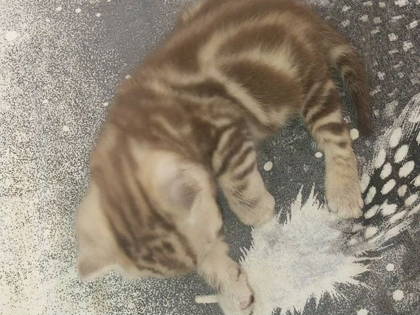 Шотландская вислоухая кошечка