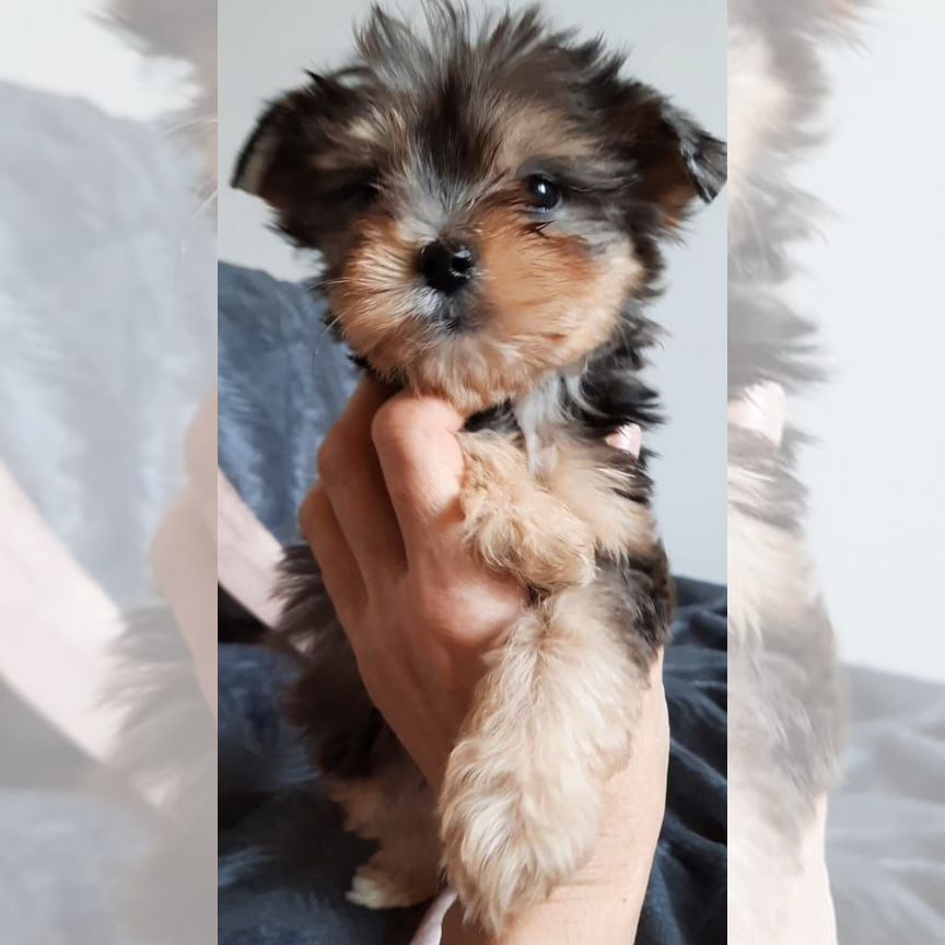 Мини девочка мерле