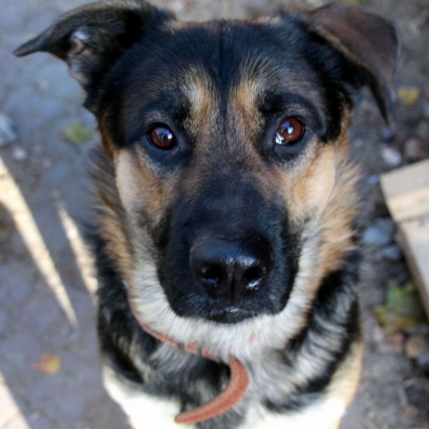 Бим Самый лучший пёс на свете Добрый и умница