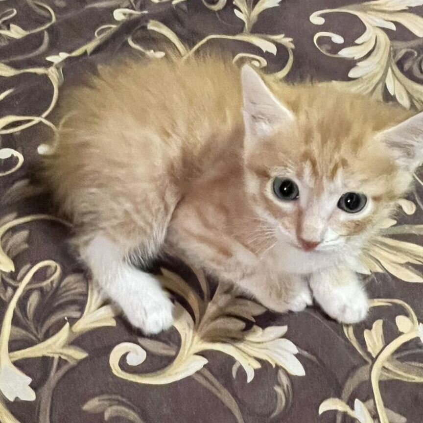 Котёнок в добрые руки