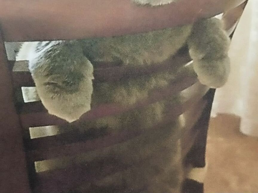 Кот Каземир