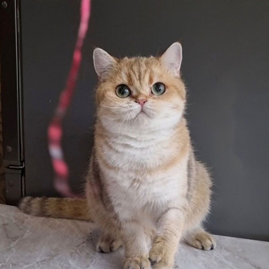 Девочка золотая шиншилла