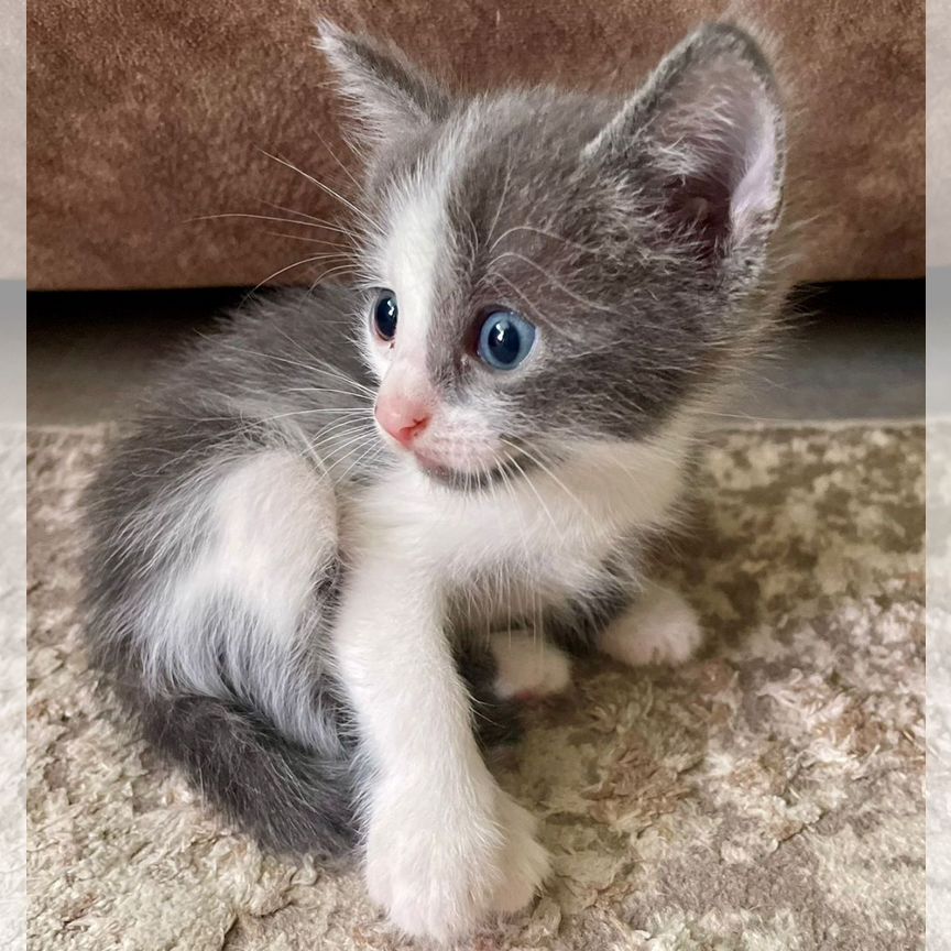 Котята