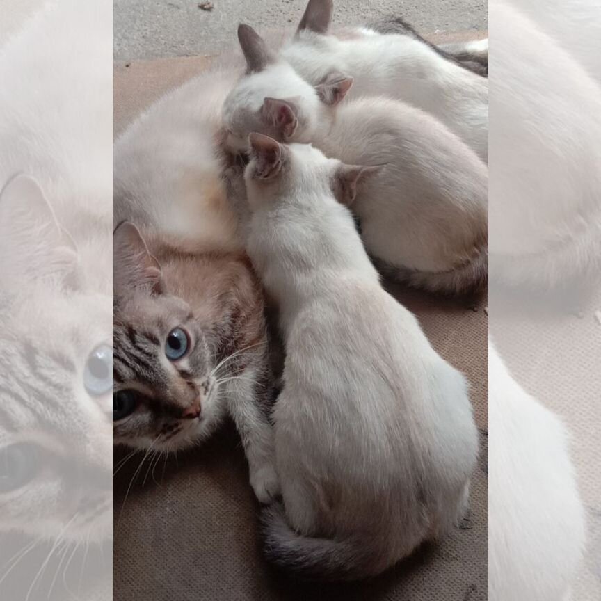 Котята в добрые руки бесплатно