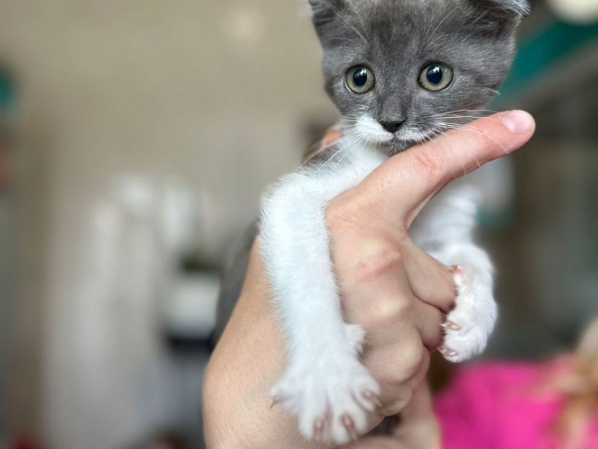 Славные котёнок в добрые руки