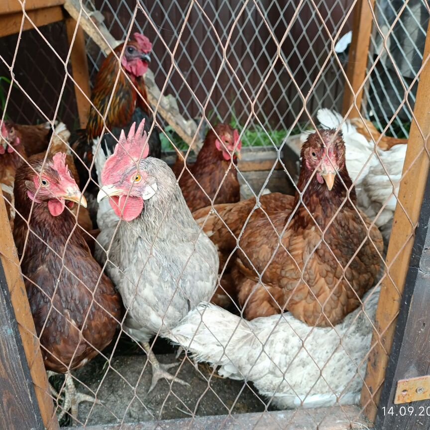 Куры несушки