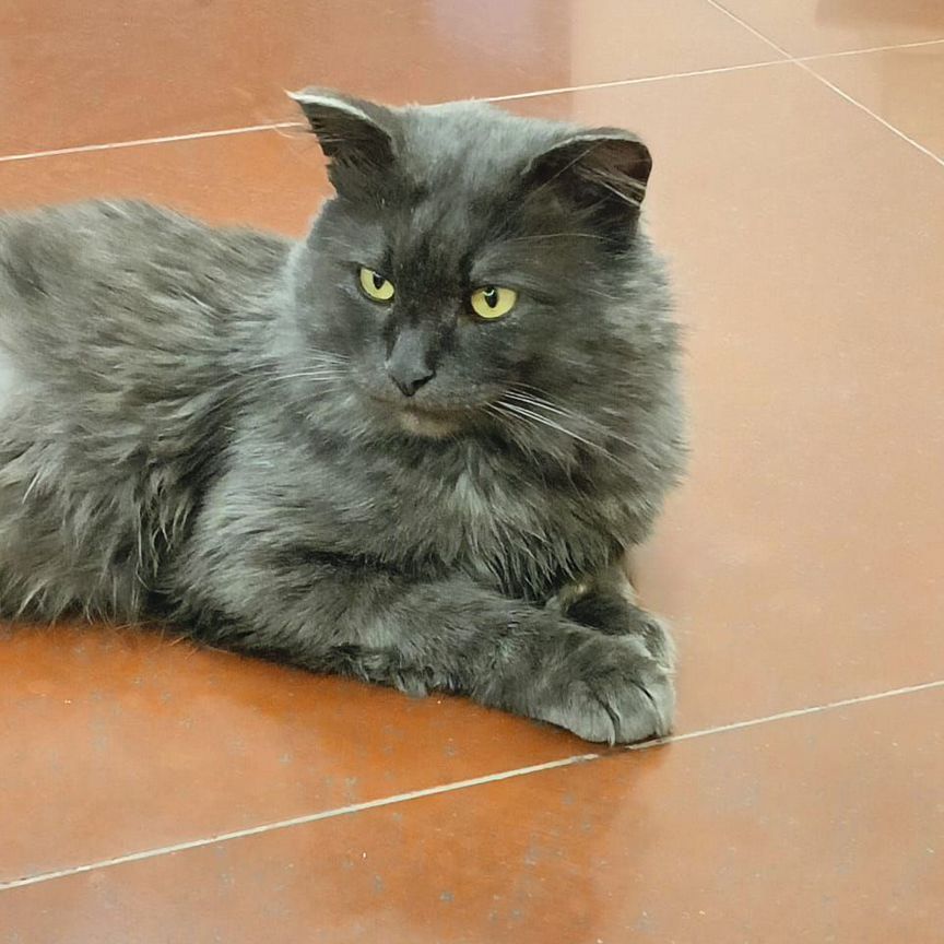 Котик