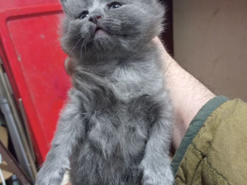 Коты не земной красоты