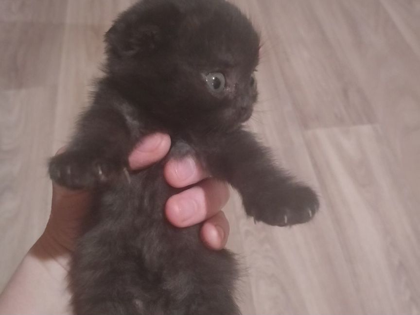 Котенок шотландской вислоухой породы