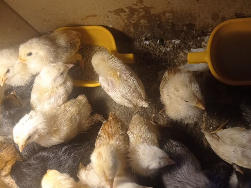 Цыплята