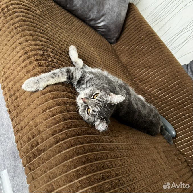 Шотладская кошка