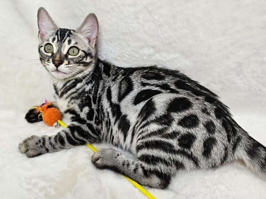 Бенгальское Чудо